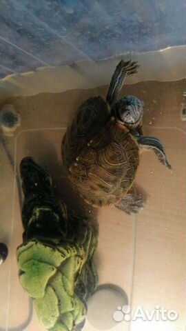 Красноухая черепаха