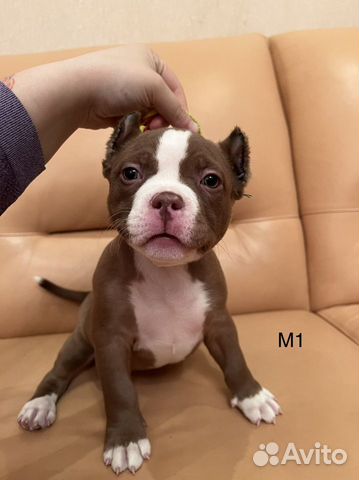 Американский булли стандарт