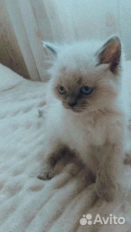 Невский маскарадный кот