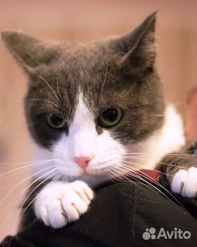 Котенок Гриша