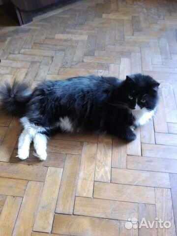 Кот маркиз