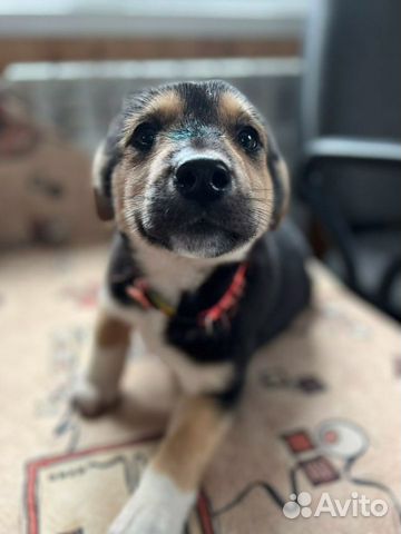 Юка ищет дом