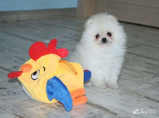 2 мини девочки