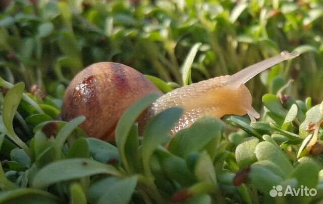 Маточное стадо улиток Хеликс Асперса Максима