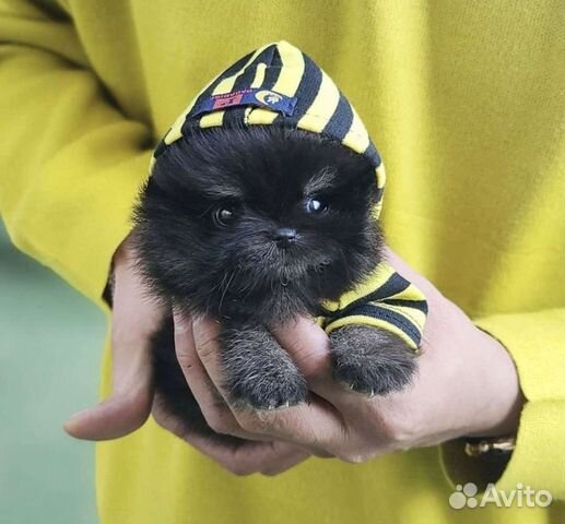 Шпицы щеночки мини