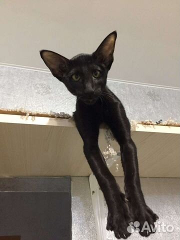 Ориентальные котята