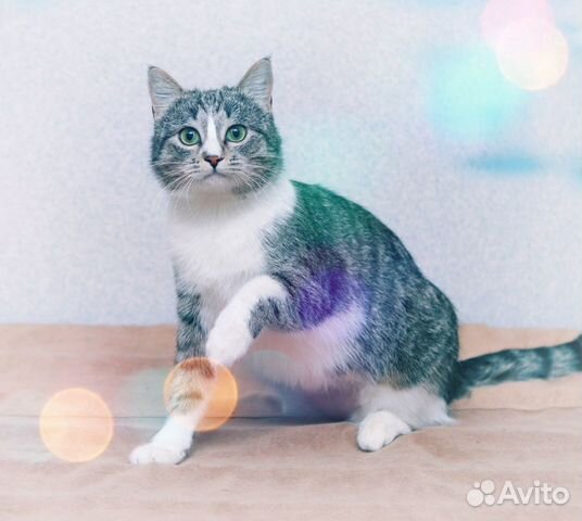 Кошка Мальвина