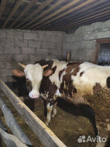 Коровы быки на мясо