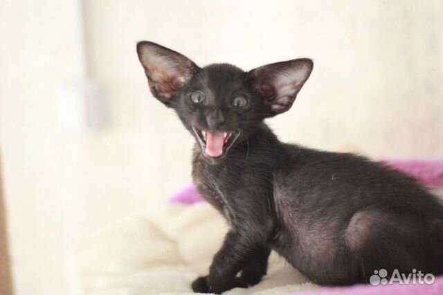 Ориентальная