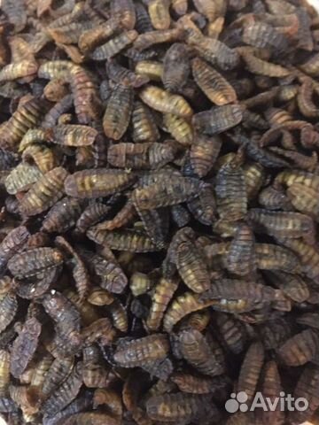 Сухая личинка Черной Львинки