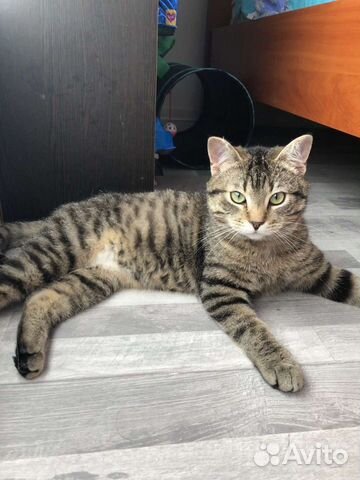 Кошка в дар бесплатно