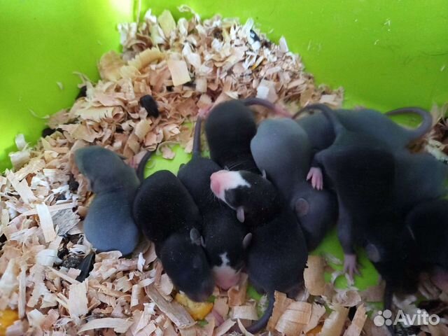 Крысята в дар