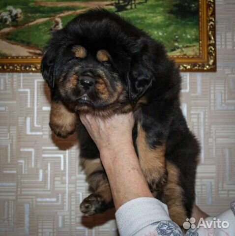 Щенки тибетского мастифа