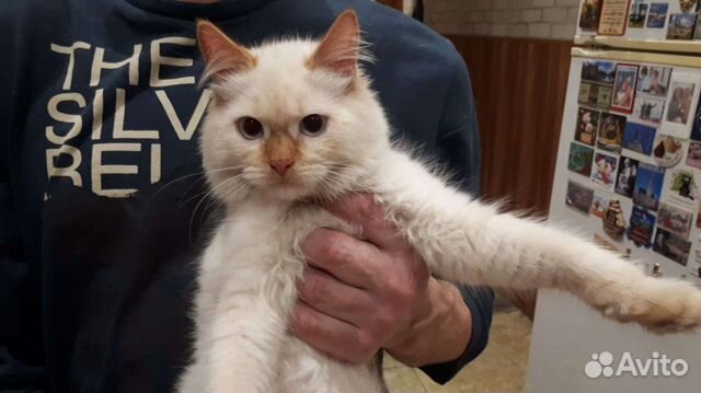 Найден кот