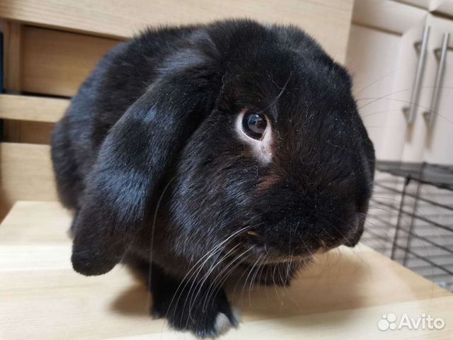 Декоративные карликовые кролики