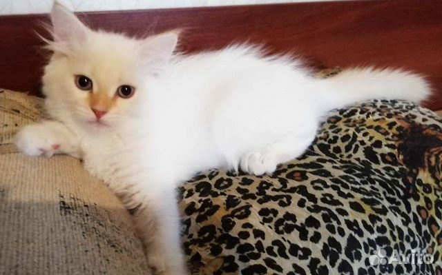 Невские маскарадные котята