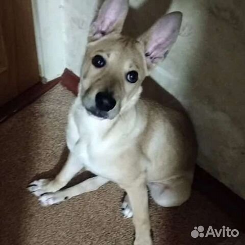 Хороший песик