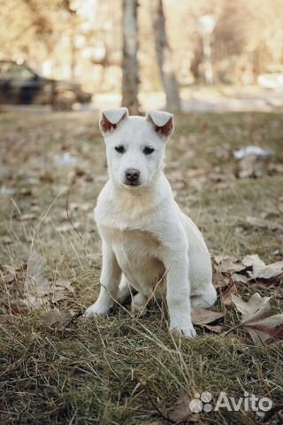 Собака в добрые руки отдам бесплатно