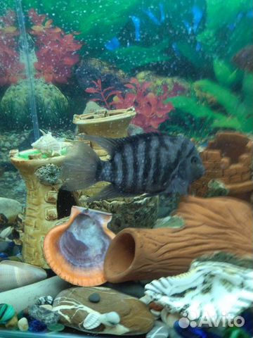 Аквариумные рыбки цихлиды