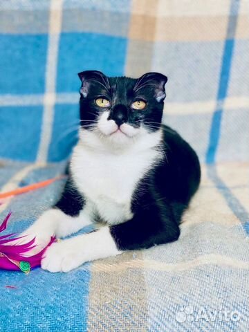 Котенок Филя - вислоухий красавец в добрые руки
