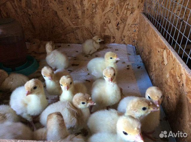 Индюшата хайбрид конвертер