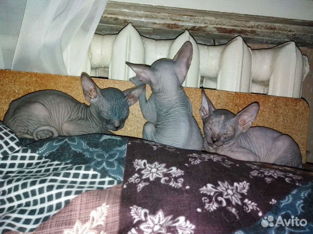 Котята сфинкс