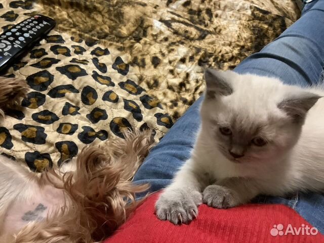 Кошки