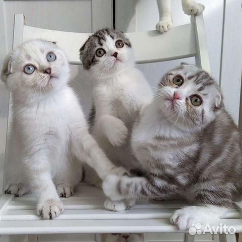 Шотландские вислоухие котята