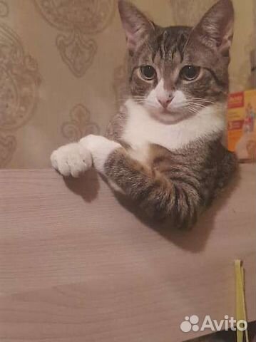 Кот на вязку