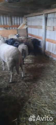 Бараны романовские