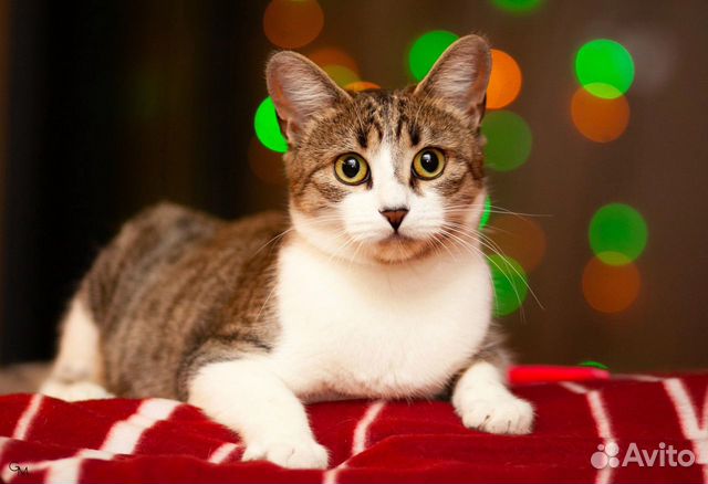 Кошечка в добрые руки