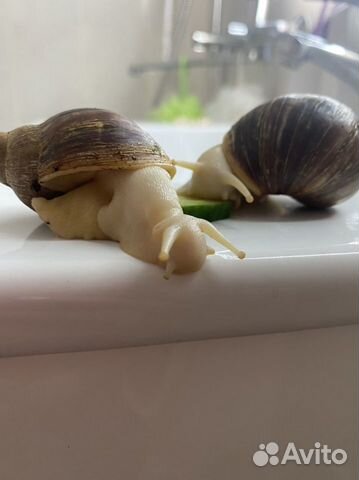 Улитки ахатины