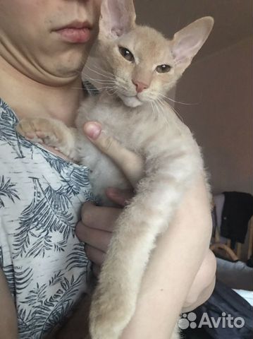 Котенок смешанной породы