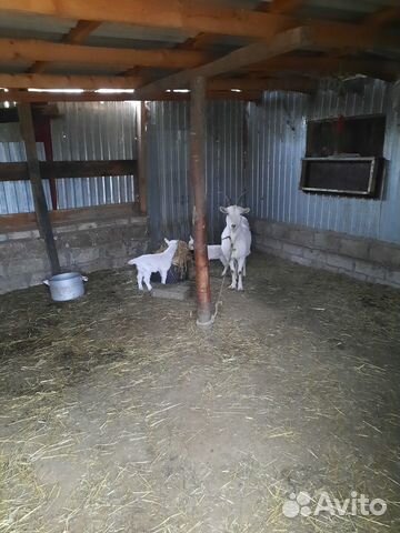 Коза с козлятами