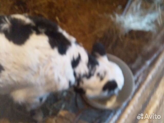 Телята бычки