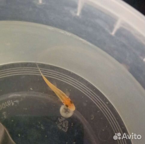 Гиринохейлус