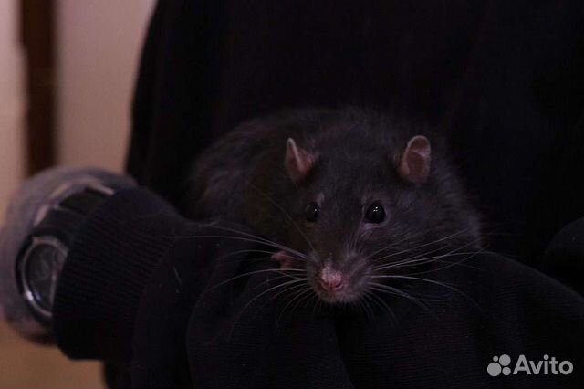 Очаровательные крысята ищут верного друга