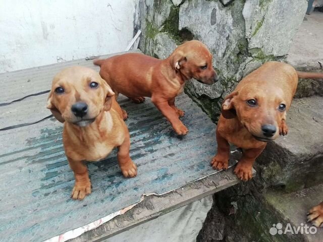 Щенки таксы Отдам даром бесплатно