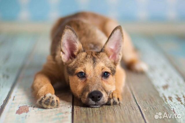 Дженна 5 мес бесплатно в дар