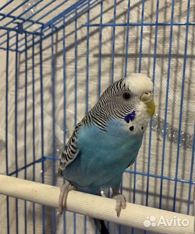 Волнистый Попугай самка