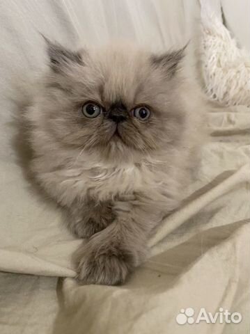 Котенок. Персидская
