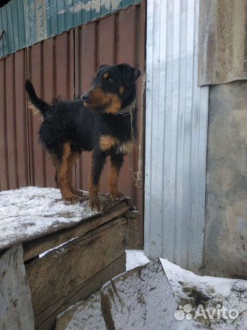 Собака ягдтерьер