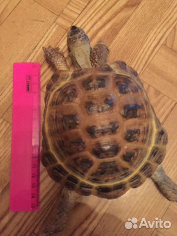 Продам сухопутную черепаху