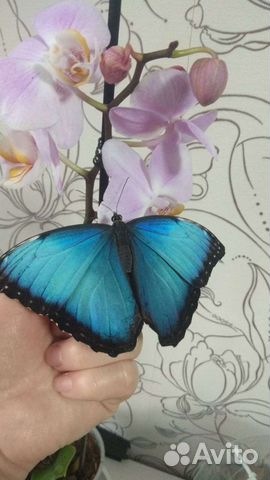 Бабочка живая Морфо