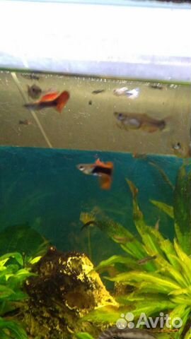 Рыба гуппи. Взрослый самец попугая