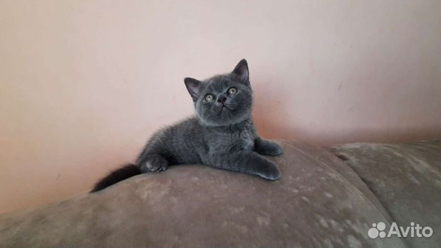 Шотландские прямоухие котята