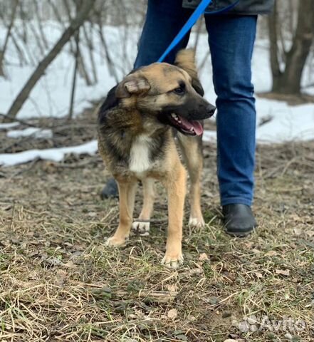 Ласковый пес замерзает в приюте
