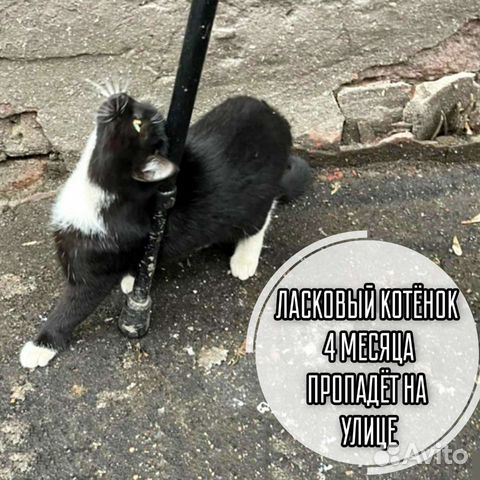 Ласковый котёнок 4 мес пропадёт на улице