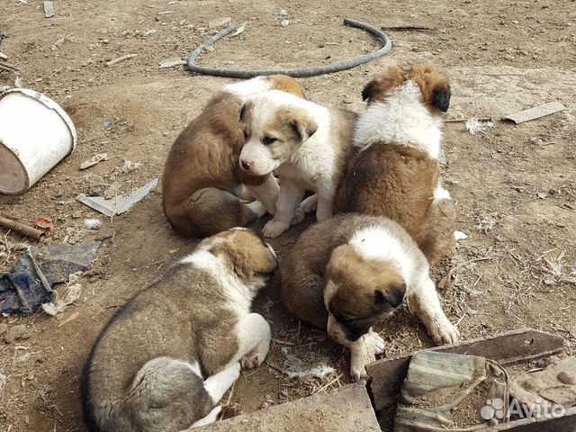 Щенки кавказской овчарки