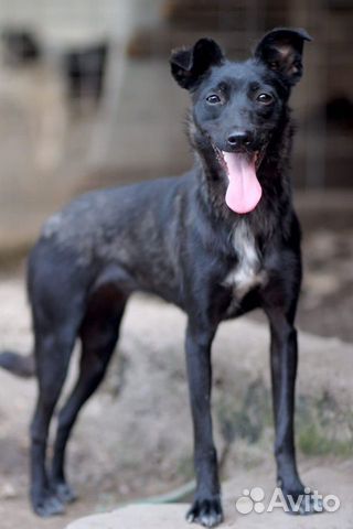 Малышка ищет дом